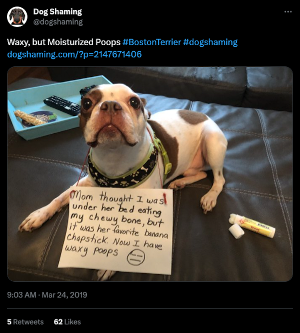 The dog shaming will continue until morale improves