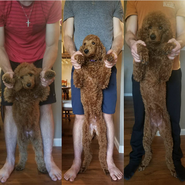 Wholesome photos that show how quickly the puppy days pass by