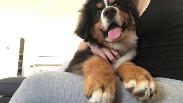 Wholesome photos that show how quickly the puppy days pass by