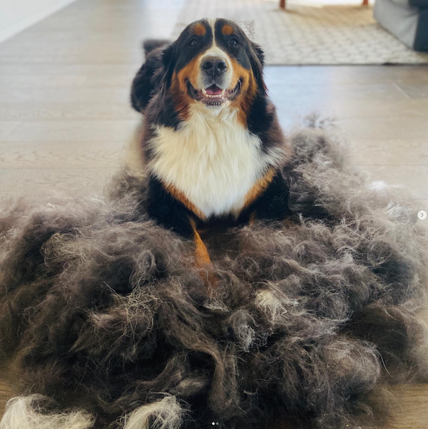 Wholesome photos that show how quickly the puppy days pass by
