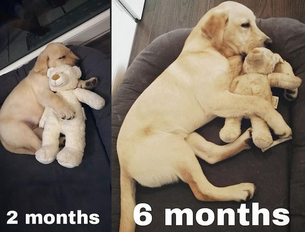 Wholesome photos that show how quickly the puppy days pass by