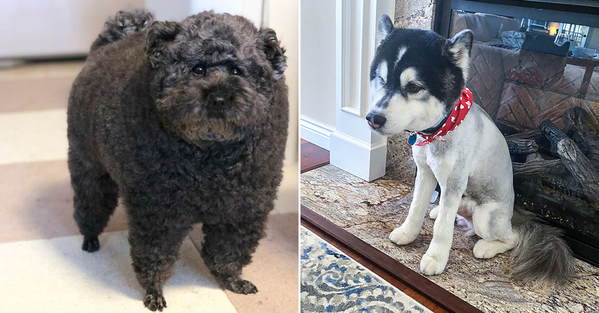 Pet haircuts that increase the animal's hilarity by 100%