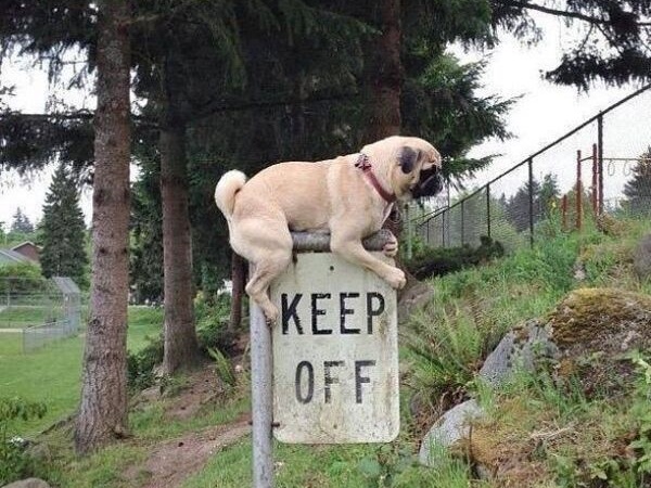 Who Let the Dogs Out?