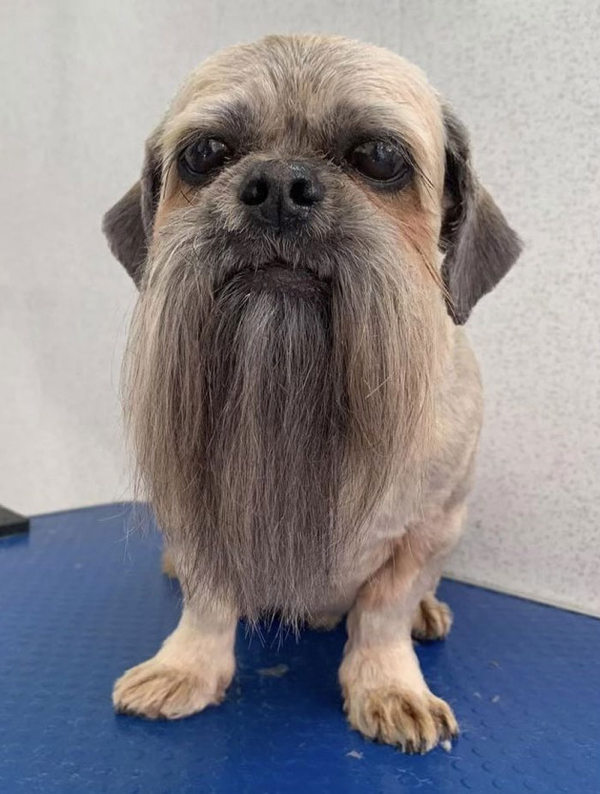 Pet haircuts that increase the animal's hilarity by 100%