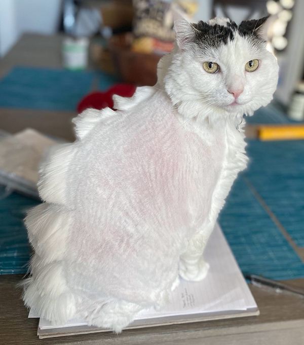 Pet haircuts that increase the animal's hilarity by 100%
