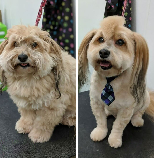 Pet haircuts that increase the animal's hilarity by 100%