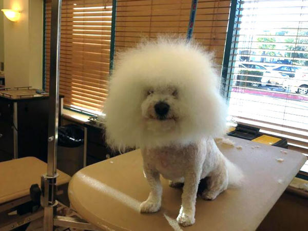 Pet haircuts that increase the animal's hilarity by 100%