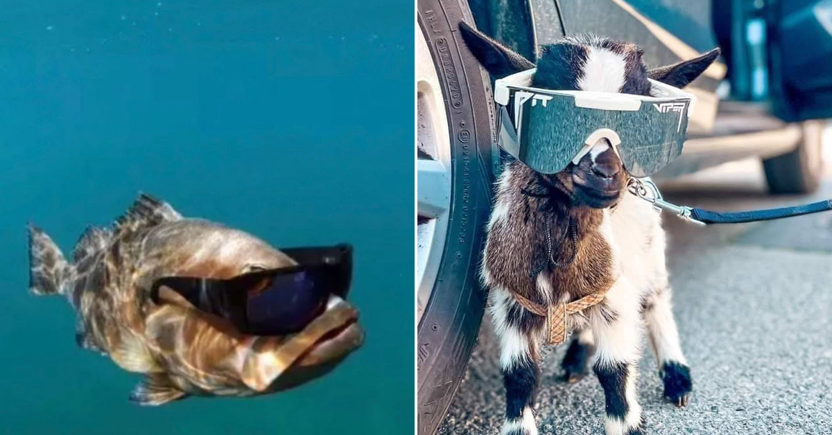 Funny Animal Pictures | Funny Pet Videos - theCHIVE