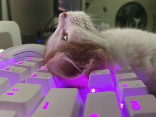 Come With Cats if You Want To Live