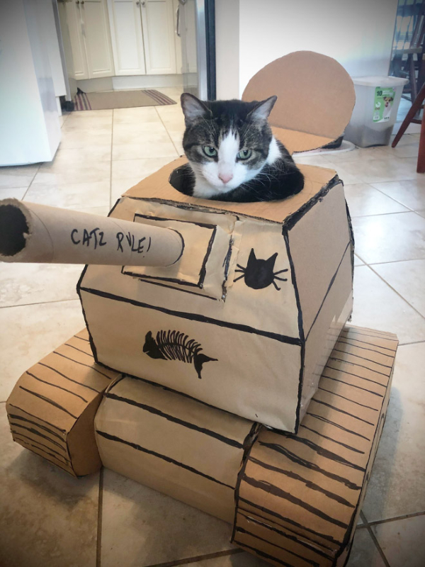 Cats Gon’ Cat on Saturdays