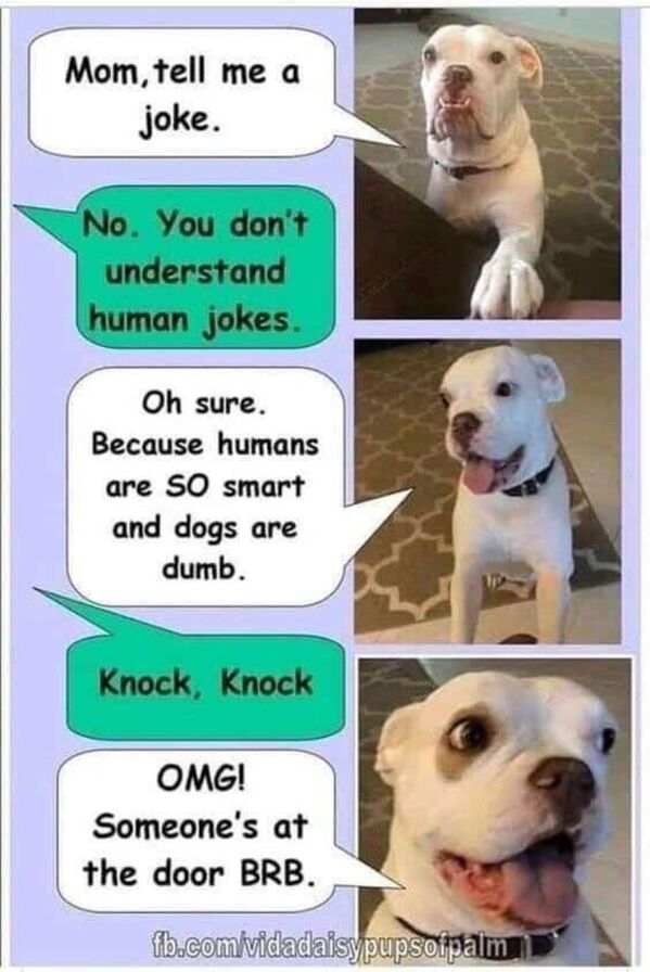 Who Let the Dogs Out?