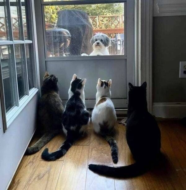 Cats Gon’ Cat on Saturdays