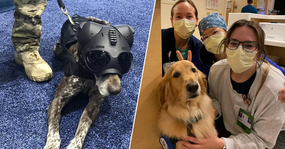 Somebody give these dogs with jobs a raise... and some treats