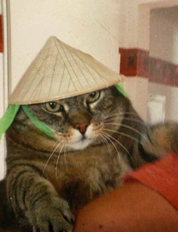 Cats Gon’ Cat on Saturdays