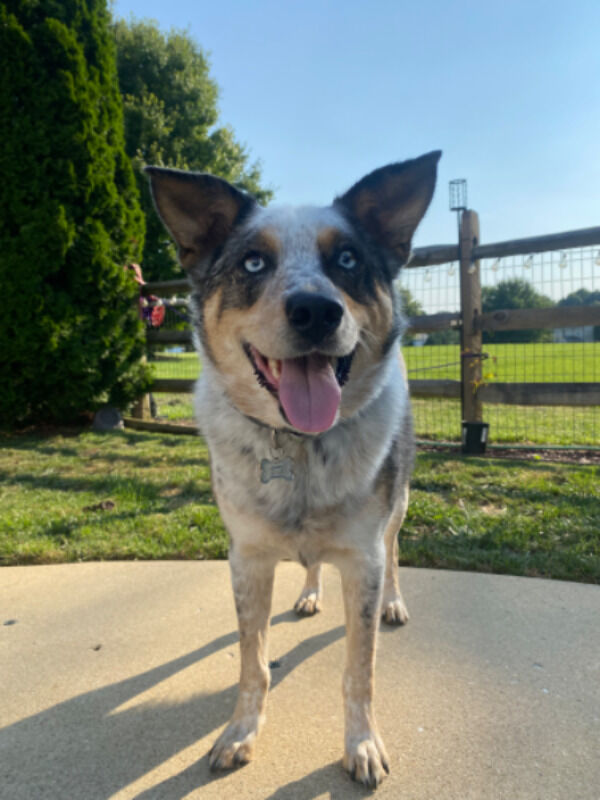 Who Let the Dogs Out?