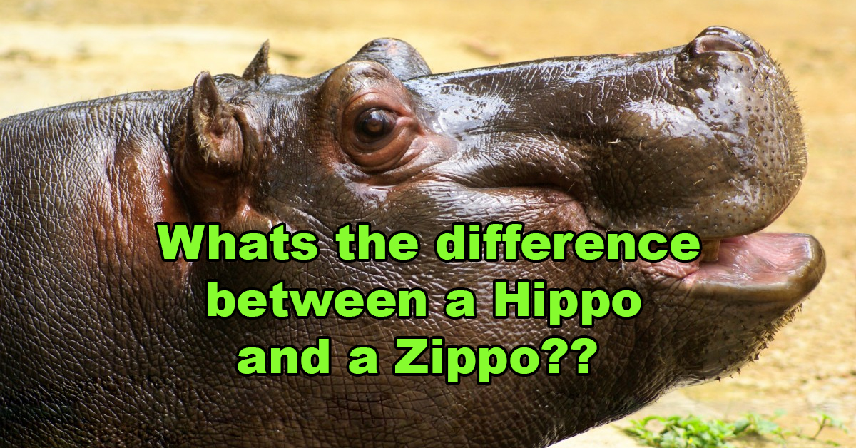 People sharing their favorite go-to jokes!