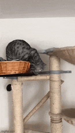 Cats Gon’ Cat on Saturdays