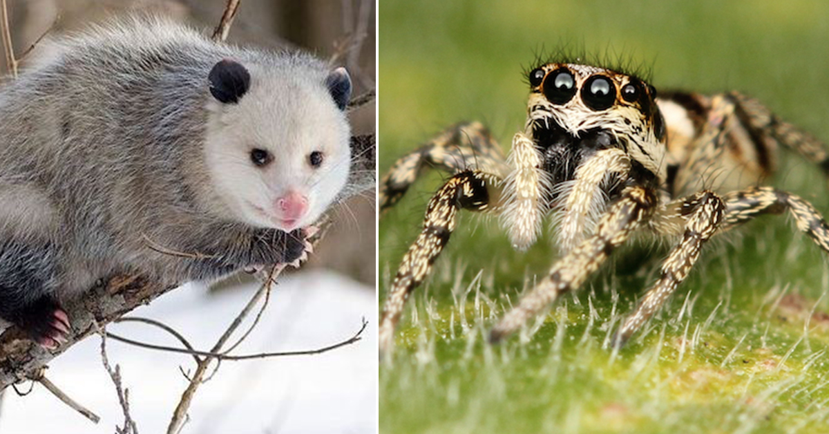 Animals with a terrible rep, but are actually super chill