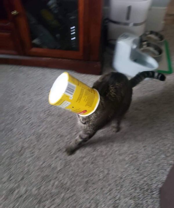 Animals getting stuck in sticky (but delicious) situations