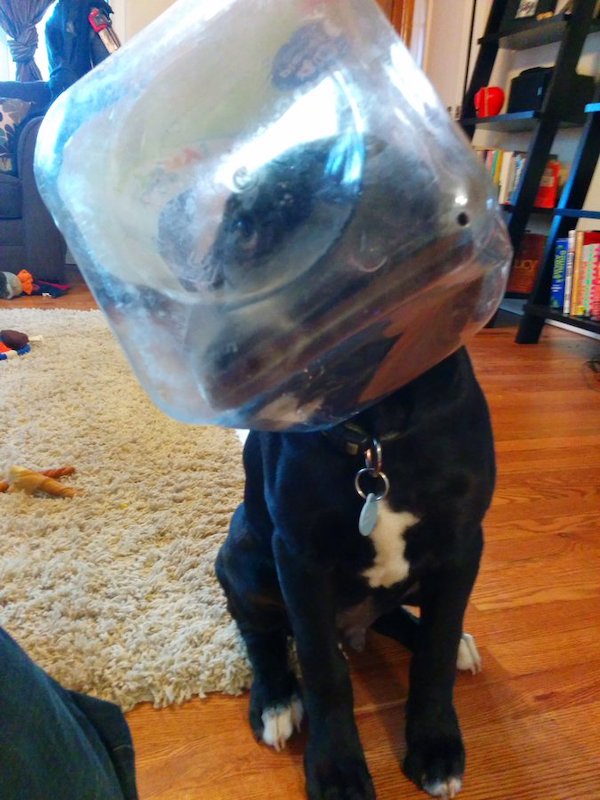 Animals getting stuck in sticky (but delicious) situations