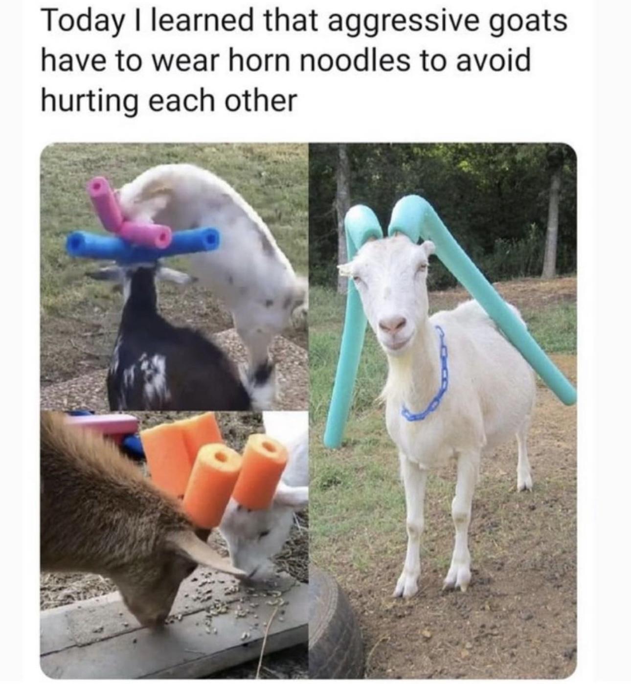 Mind-LESS Memes for Stupid Funny Logic Photo Caption 2023 New Picture