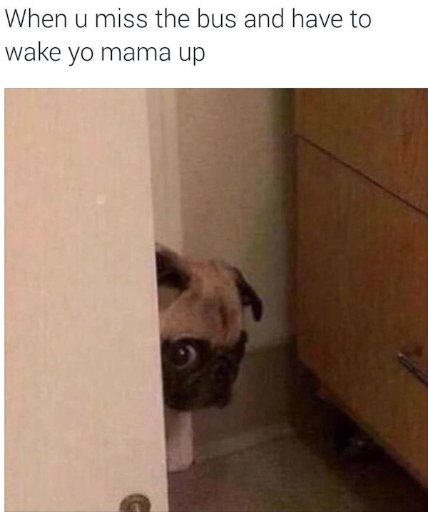 Mind-LESS Memes for Stupid Funny Logic Photo Caption 2023 New Picture