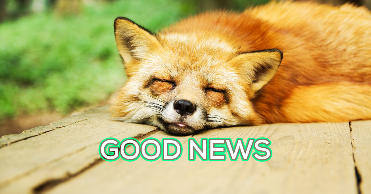Sh!tty day? How about some good news PLUS cute animals?