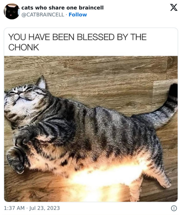 Cats are not all the brightest bulbs in the animal kingdom.