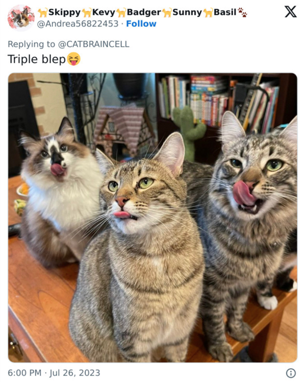 Cats are not all the brightest bulbs in the animal kingdom.