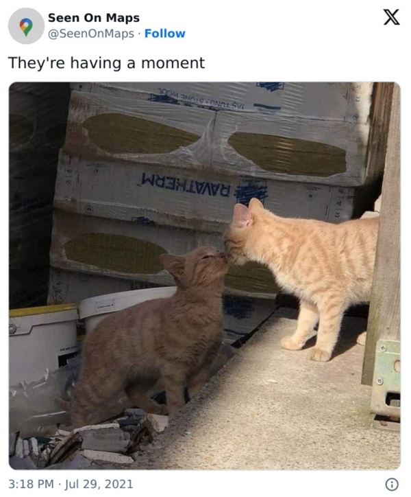 Google maps pictures that will cause severe rubbernecking