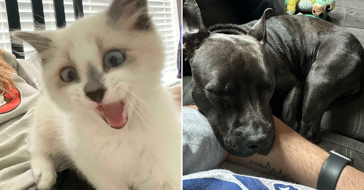 Adoption pets are a helpful reminder that the world isn't so bad