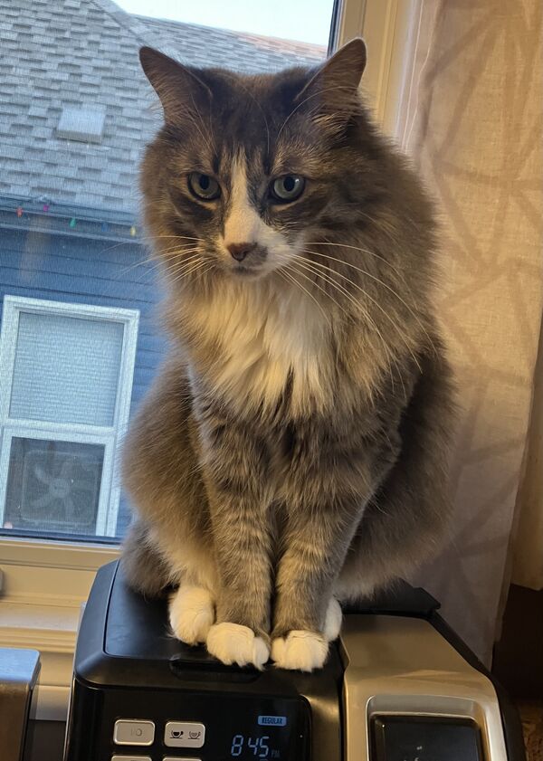 Saturdays Are for the Cats