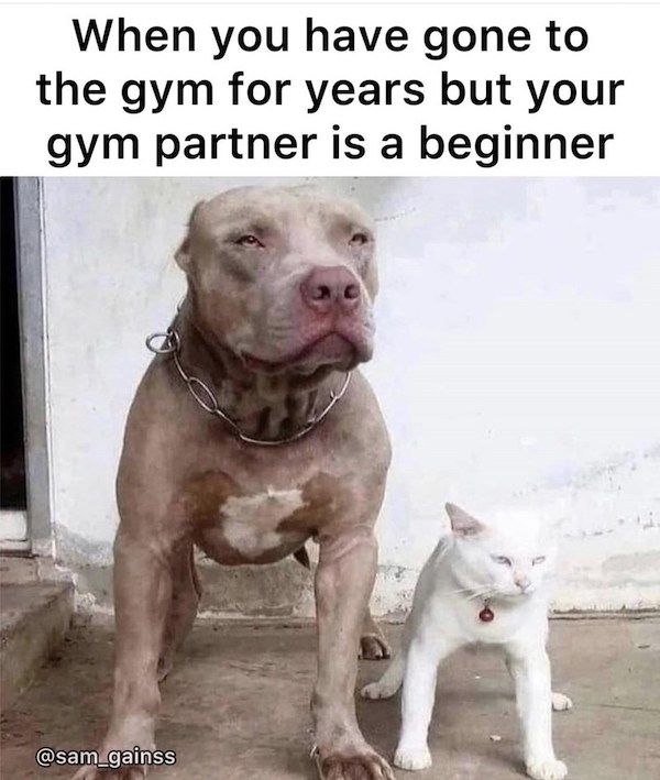 Gym themed memes worth bulking up on!!