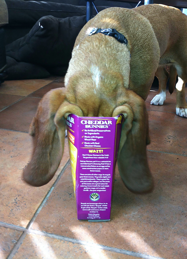 Animals getting stuck in sticky (but delicious) situations