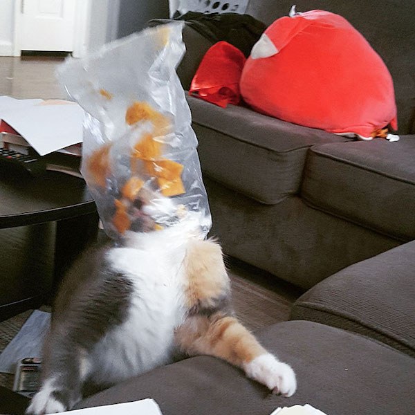 Animals getting stuck in sticky (but delicious) situations