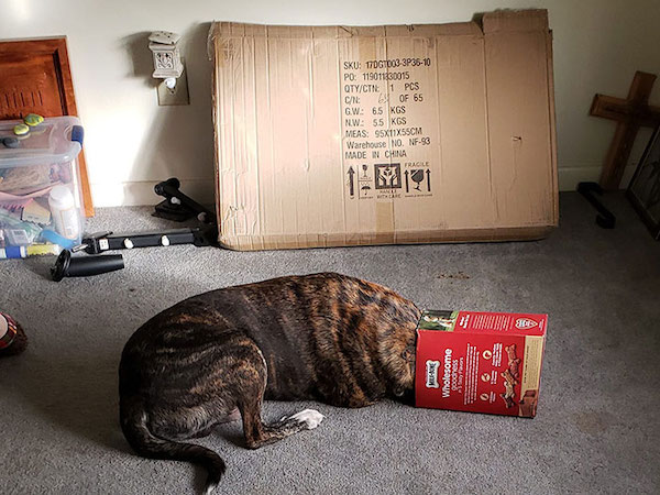 Animals getting stuck in sticky (but delicious) situations