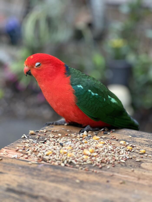 Photographing birds is easier said than done, it turns out