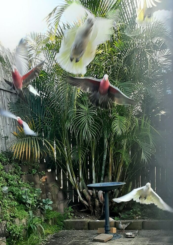 Photographing birds is easier said than done, it turns out