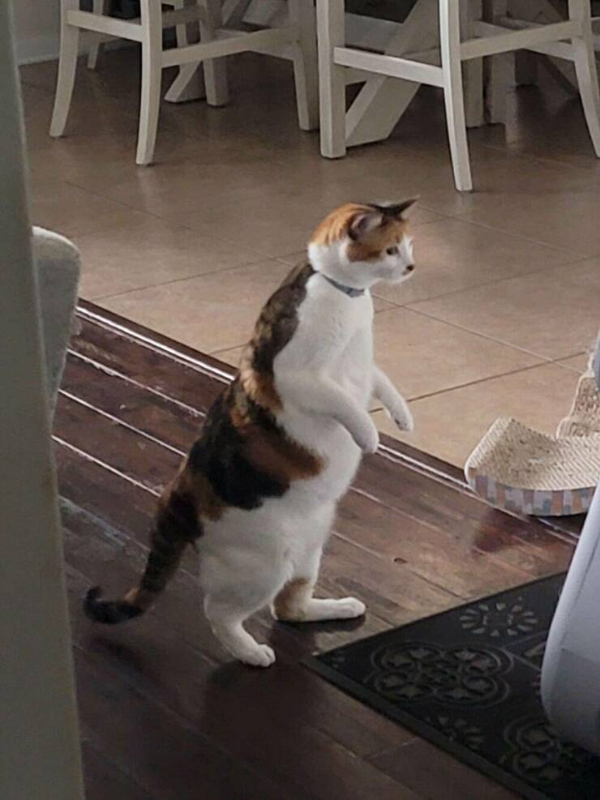 The Cats Are Here, Get In!