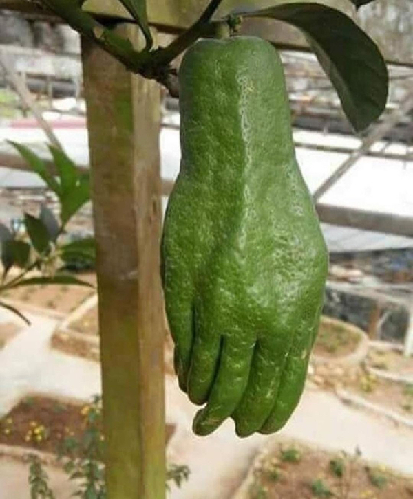 Gather round, the jokes are rich and plentiful