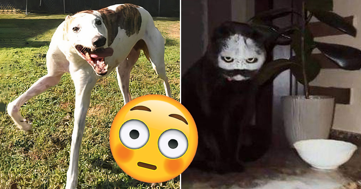 Raise your hand if these spooky pets scared the SH*T out of you
