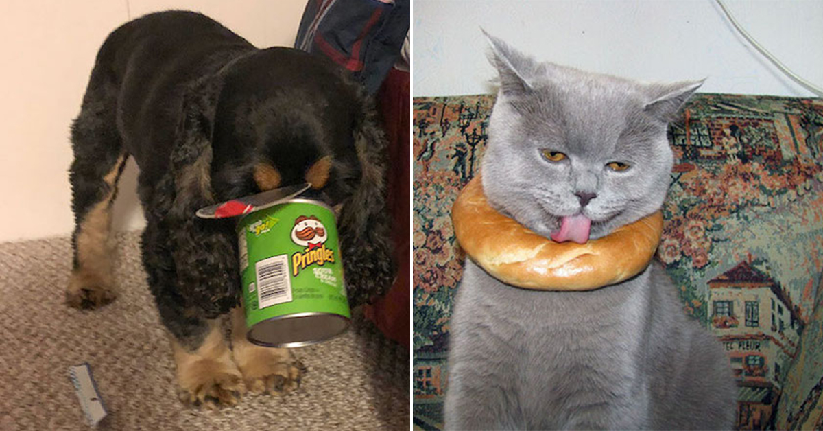 Animals getting stuck in sticky (but delicious) situations