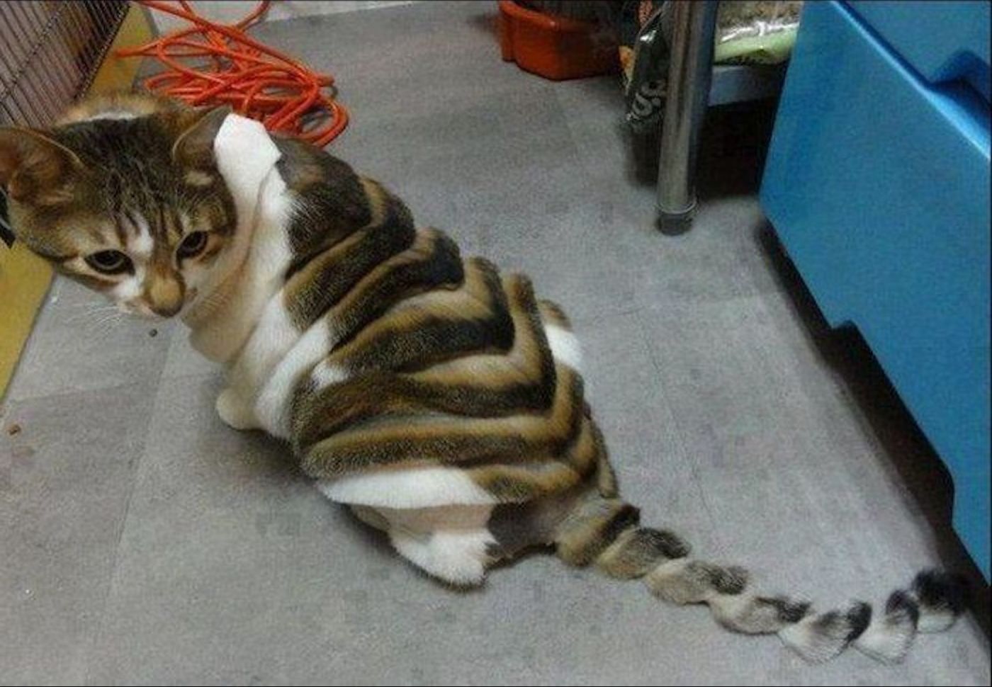 Cat Saturday Says Meow!