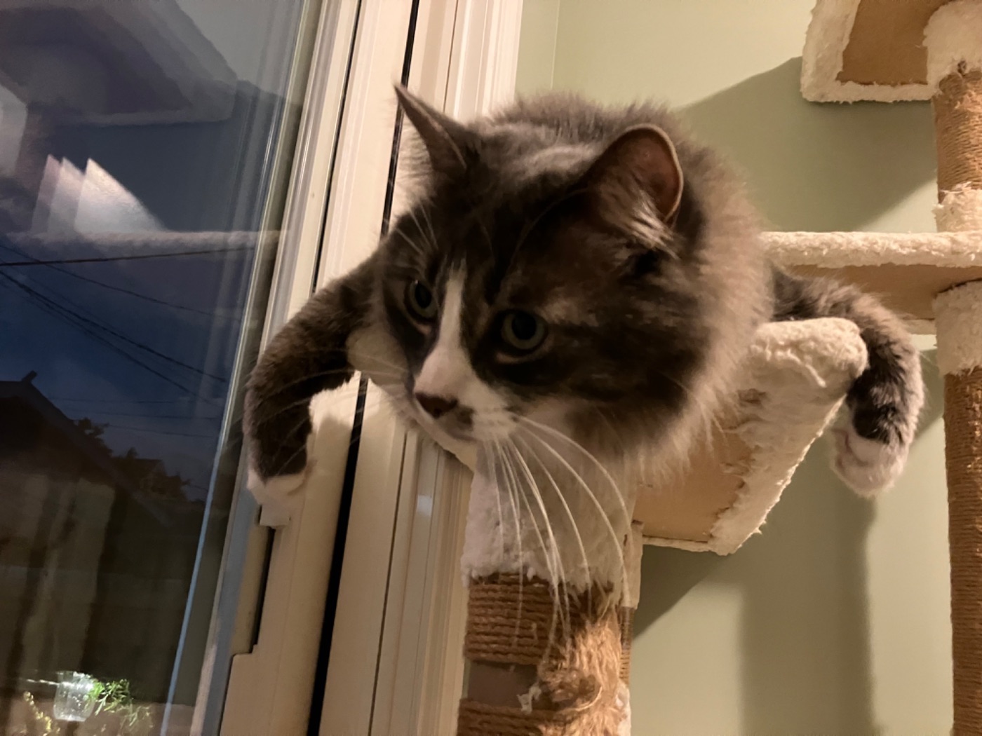 Cats All Over the Damn Place