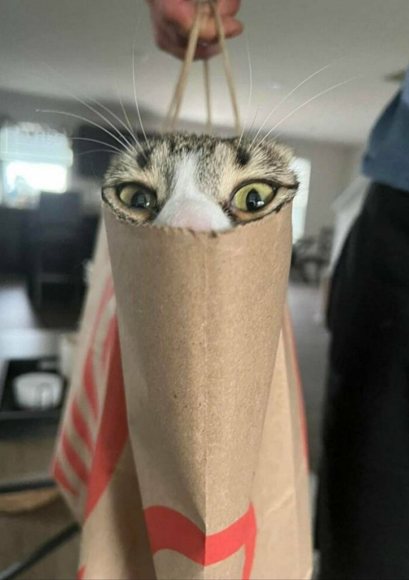 Cat Saturday Says Meow!