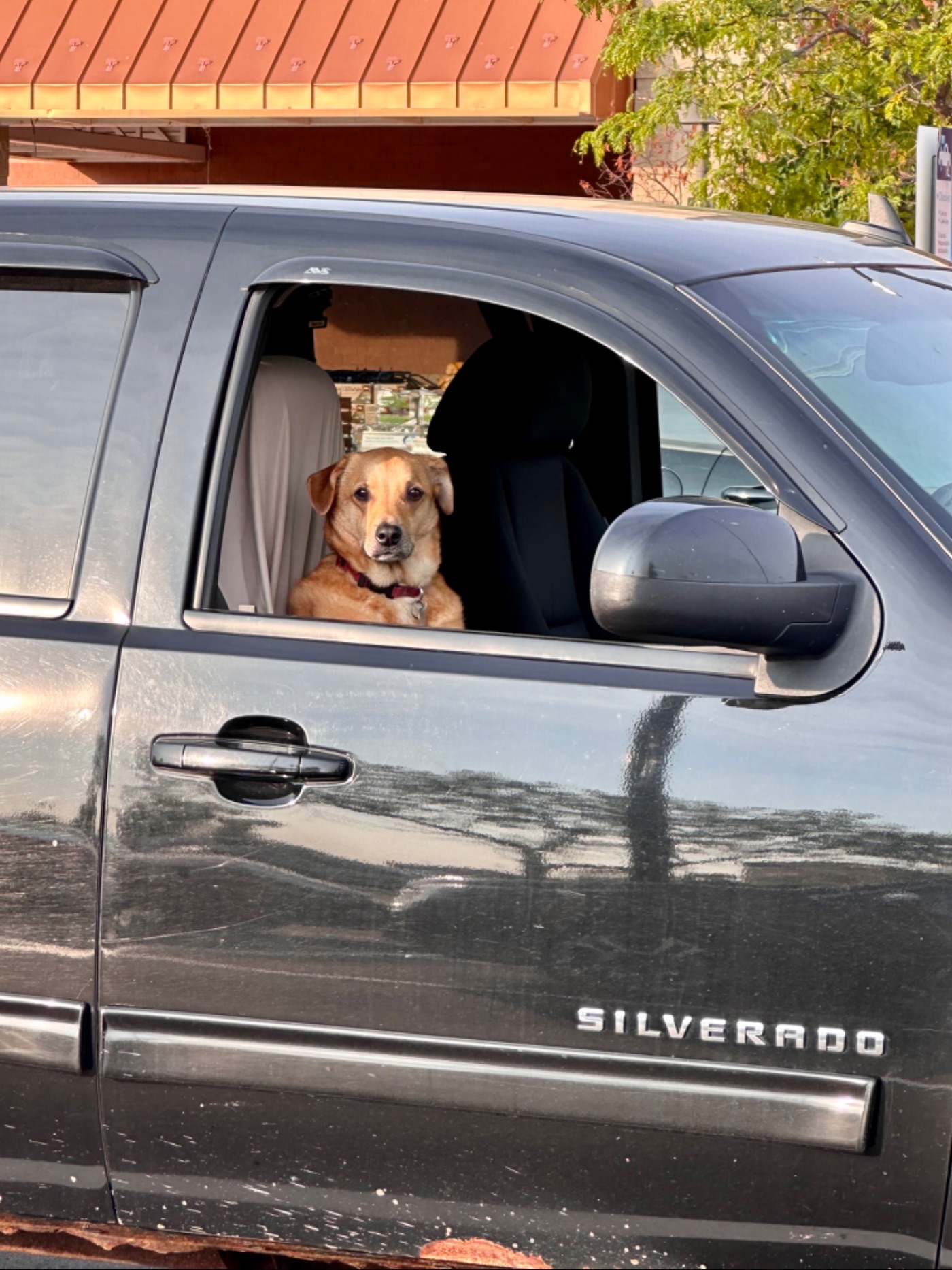Dogs Rule the World