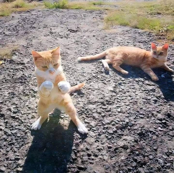 Cats All Over the Damn Place