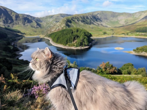 Thank Goodness for Cat Saturday