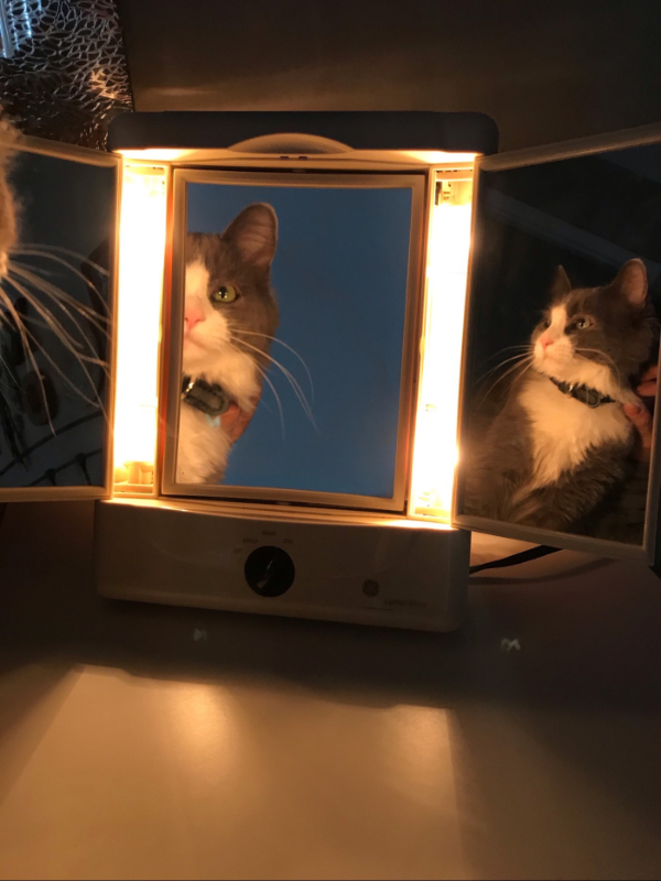 Cats All Over the Damn Place