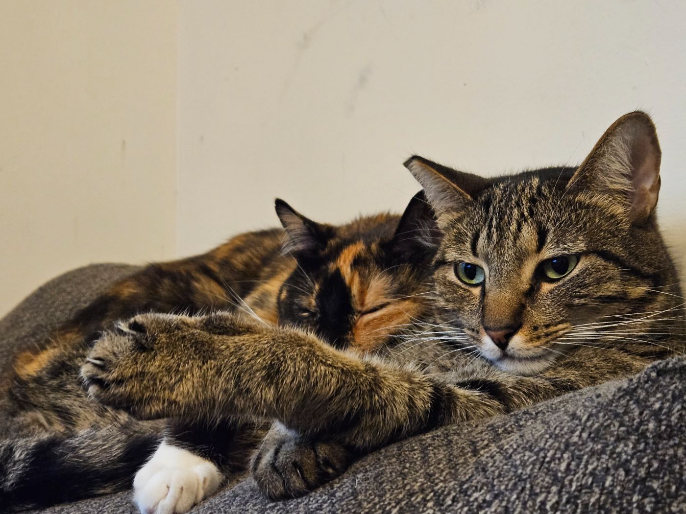 Cat Saturday Says Meow!